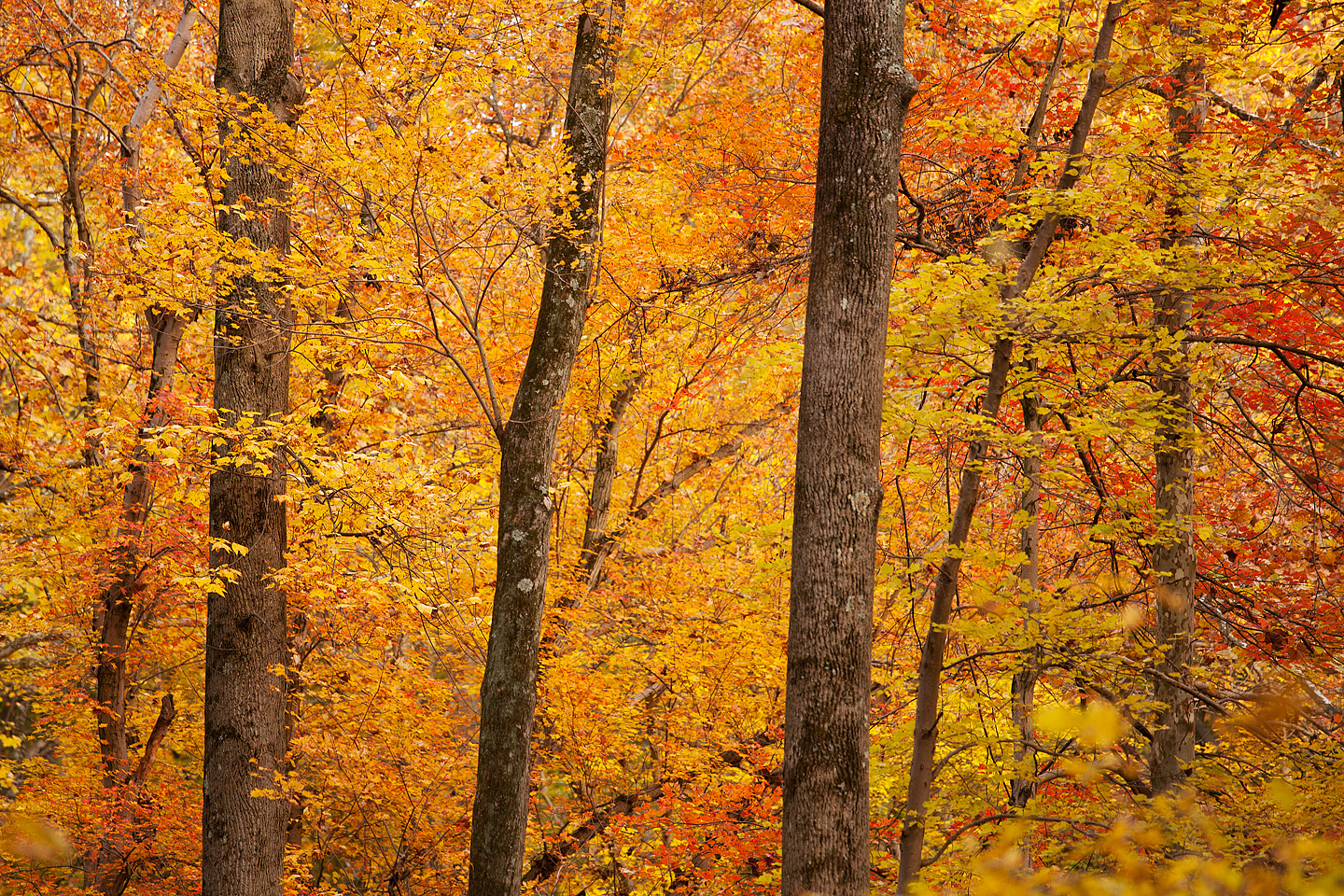 Fall Color in a Dense Forest – White Clay Creek State Park, Delaware ...
