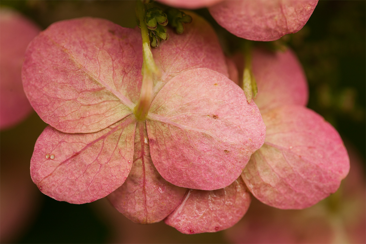 Behind the Hydrangea – Deep Cut Gardens, Middletown, NJ - Redemption ...
